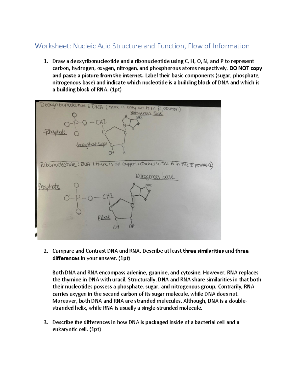 Worksheet: Nucleic Acid Structure & Function (Bio 101) - Info Flow Guide - Studocu
