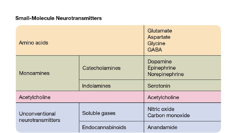 Neurotransmitters Overview: Key Diagrams and Concepts - Studocu