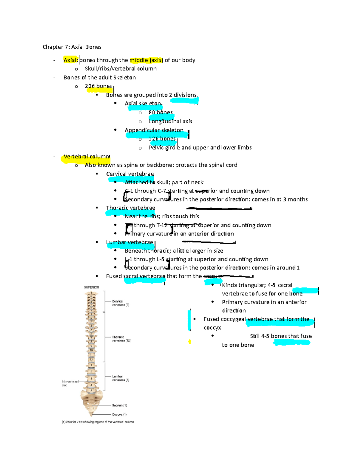 Chapter 7 Axial Bones - Chapter 7: Axial Bones Axial: bones through the middle (axis) of our ...
