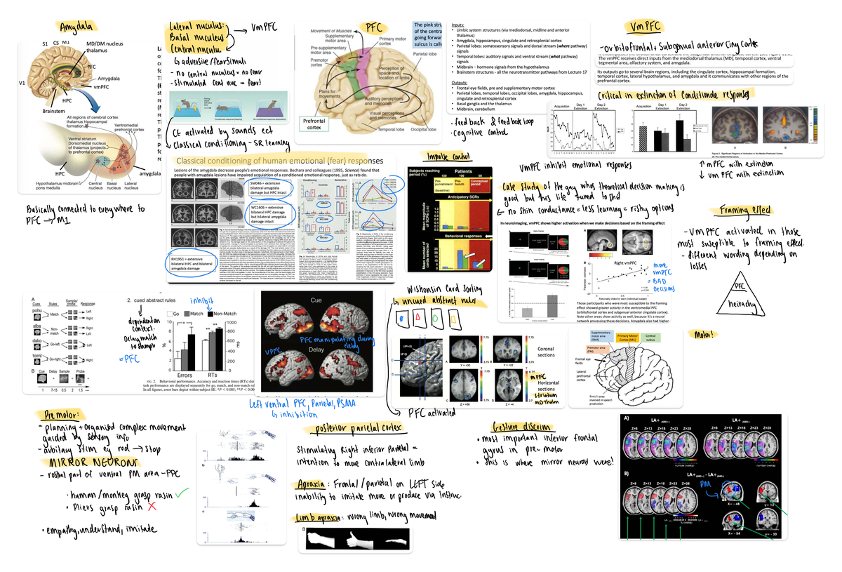 Lecture 24: Amygdala, vmPFC, and Motor Control Mechanisms - Studocu