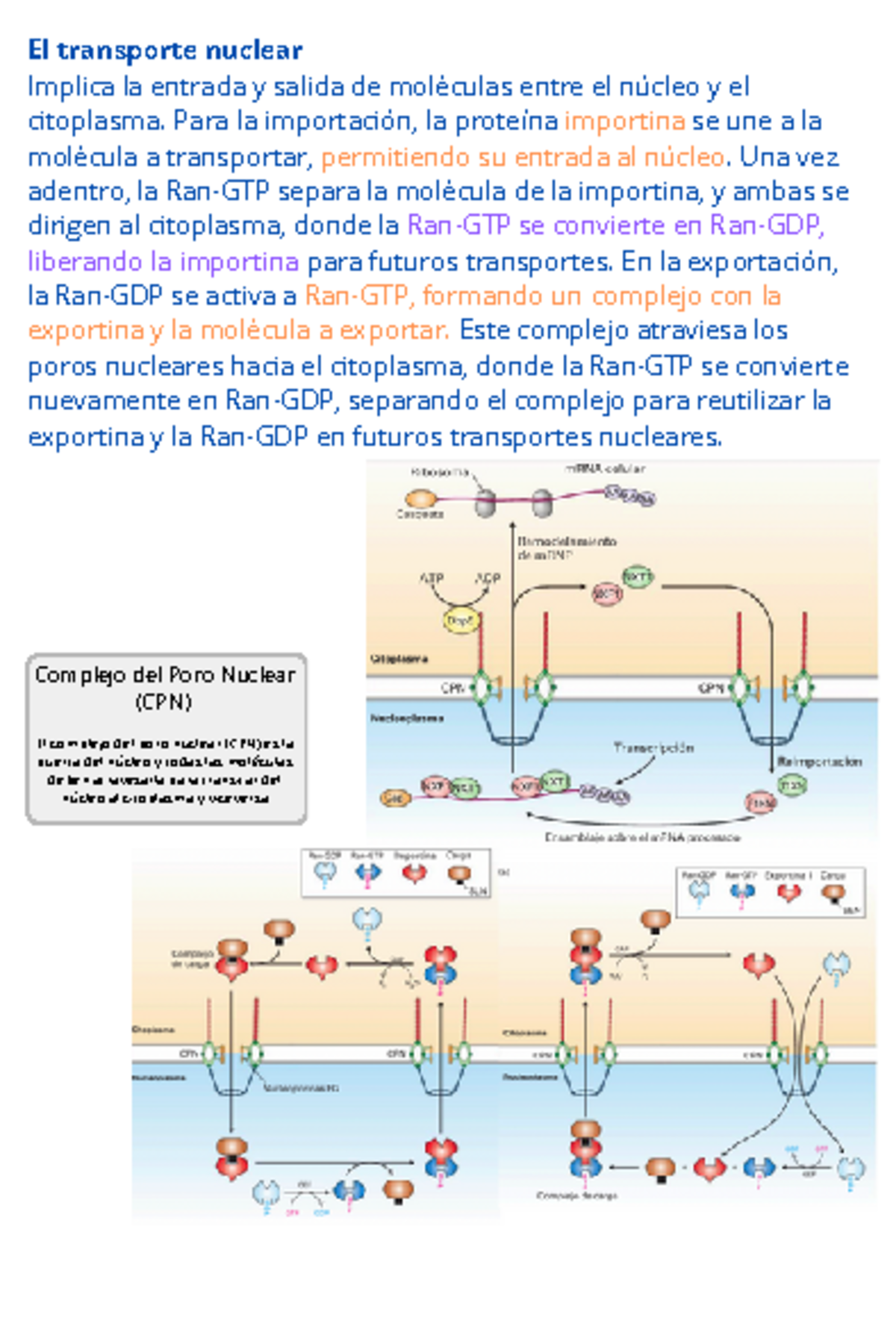 Transporte Nuclear: Mecanismos del Complejo del Poro Nuclear (CPN ...