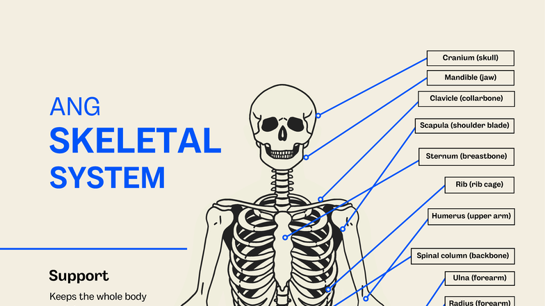 ANG Skeletal System - Overview of the Human Skeleton - Studocu