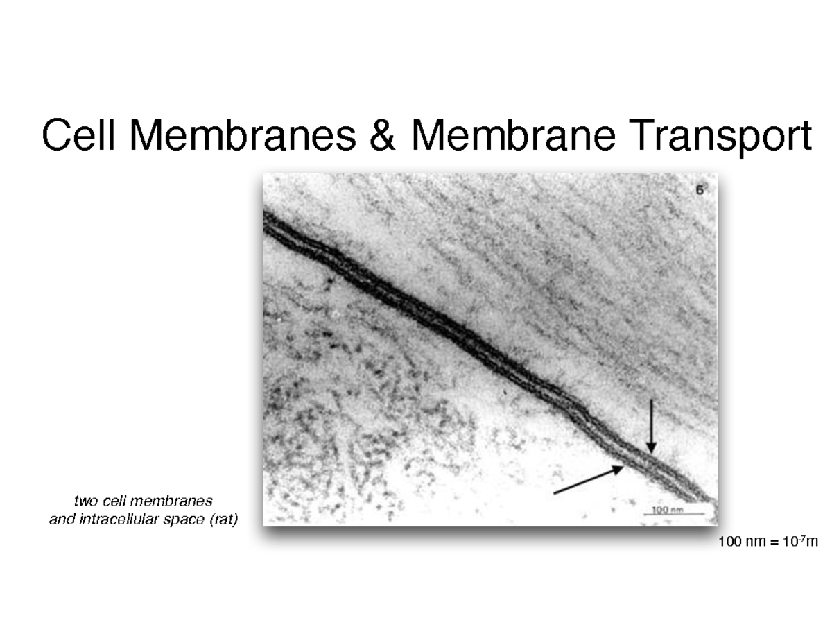 Cell Membranes & Transport: Functions and Mechanisms (Course 7) - Studocu