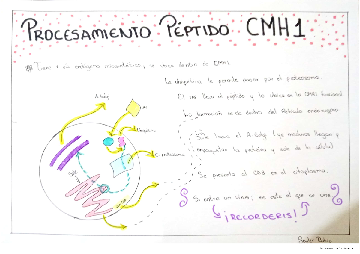 CMH1 Y CMH2 - Explicación de Clase sobre Procesamiento Peptídico - Studocu