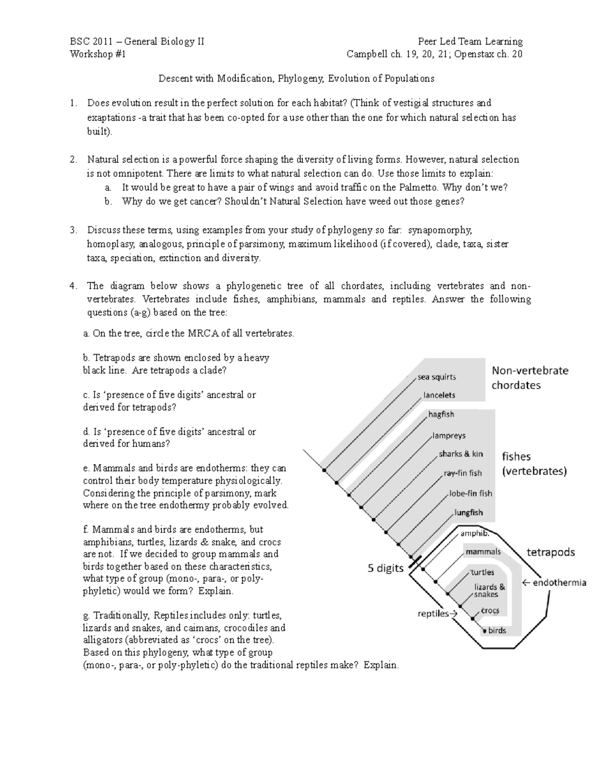 BSC 2011 General Biology II Workshop: Phylogeny & Evolution Concepts ...