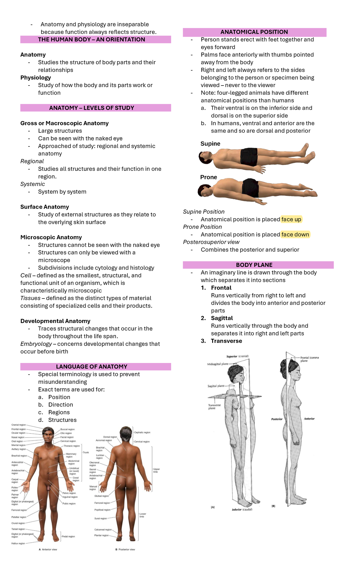 Anaphy Notes - Anatomy and physiology are inseparable because function ...