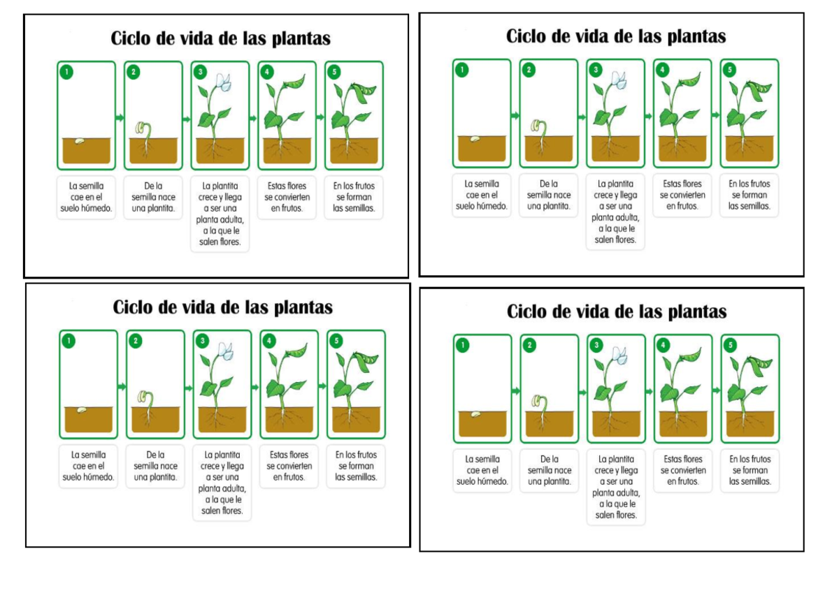Ciclo de Vida de las Plantas: Proceso y Etapas - Studocu
