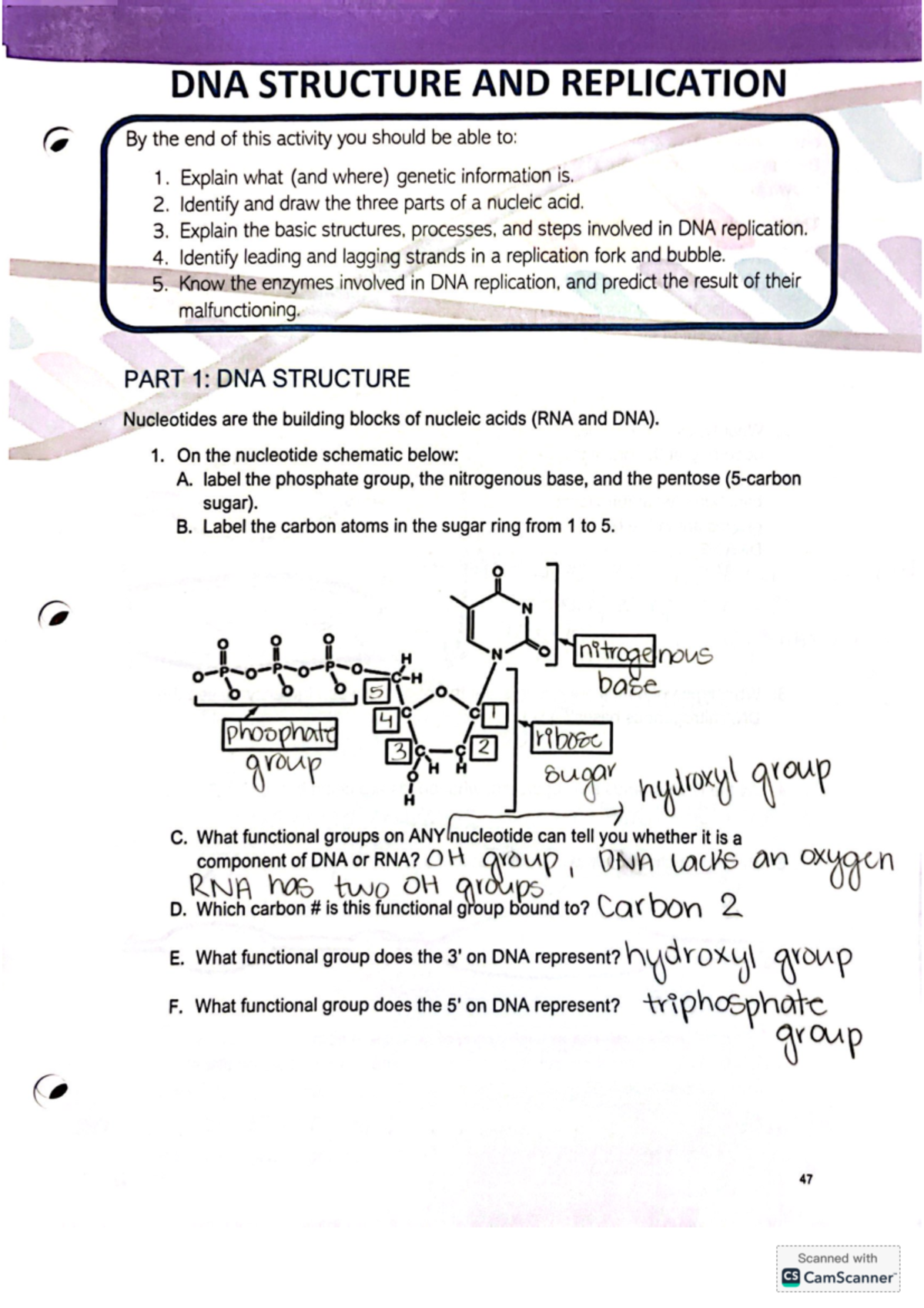DNA Replication Lab Manual (Introduction, Process, and Key Enzymes ...