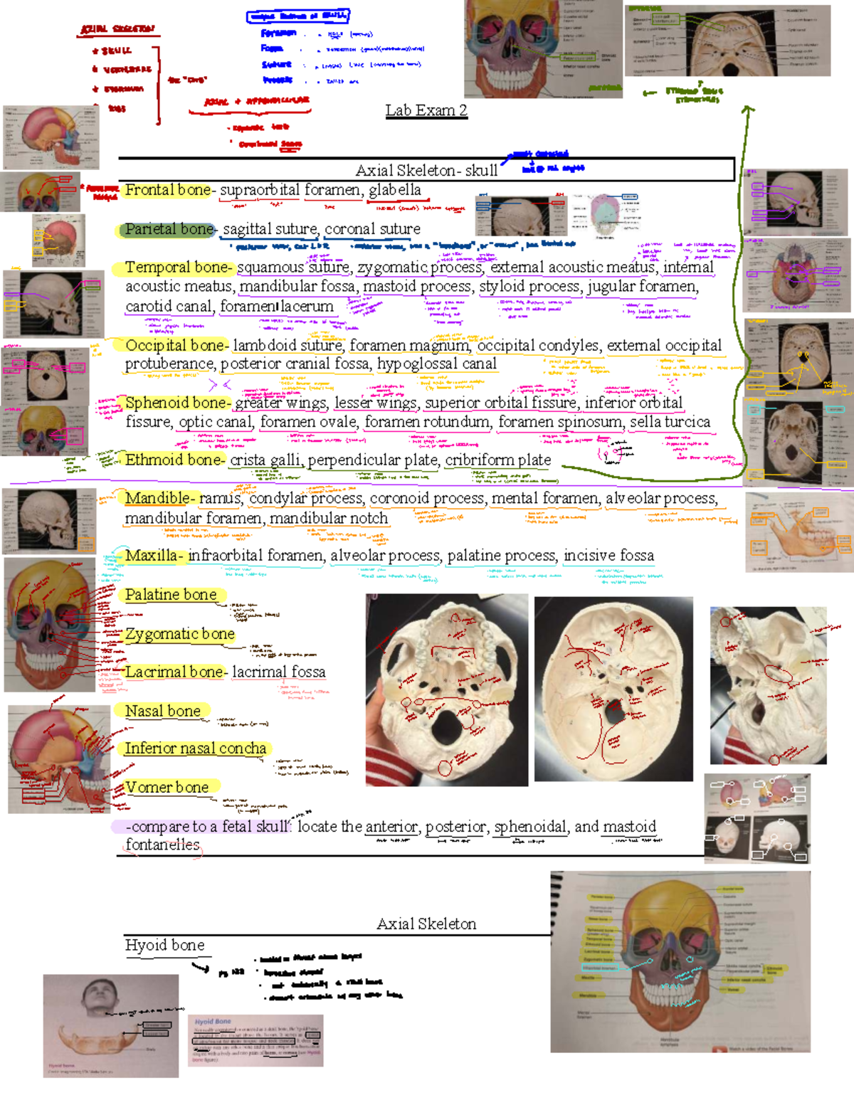 Lab Exam 2: Axial Skeleton Overview - Studocu