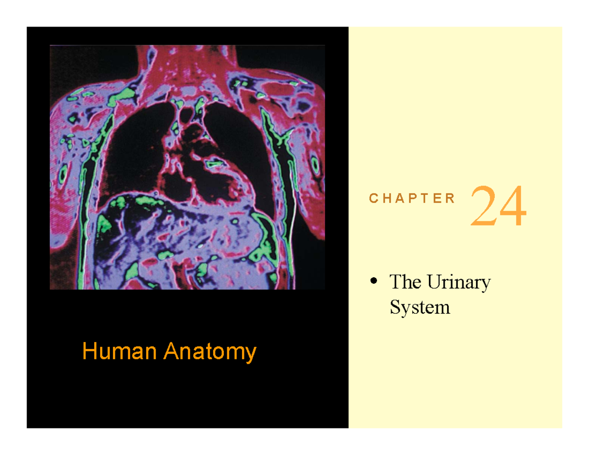Lecture Ch. 24 - The Urinary System - C H A P T E R Copyright © 2011 ...