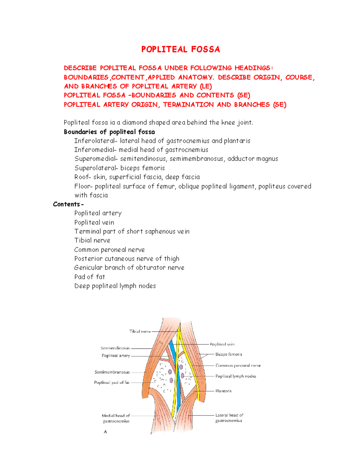 Popliteal Fossa Diagram Anatomy