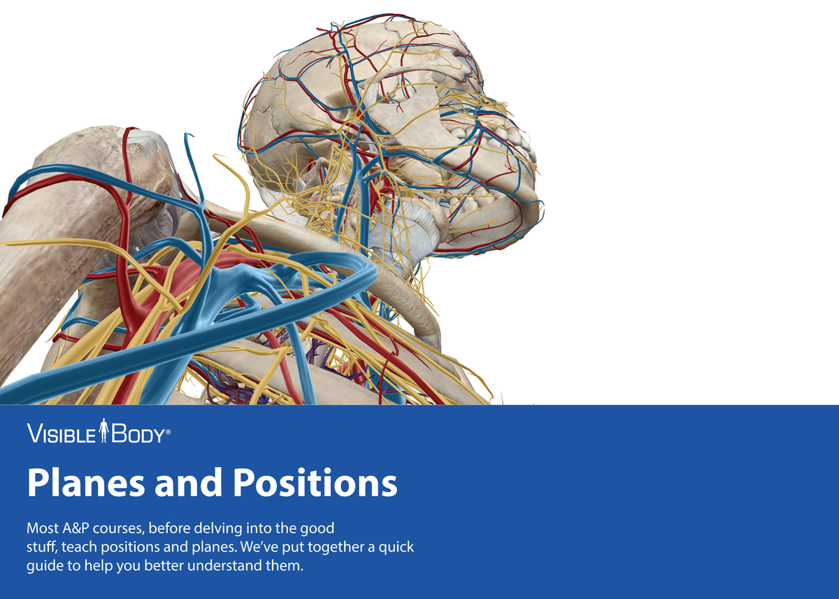 A&P 101: Understanding Body Planes and Positions - A Quick Guide - Studocu