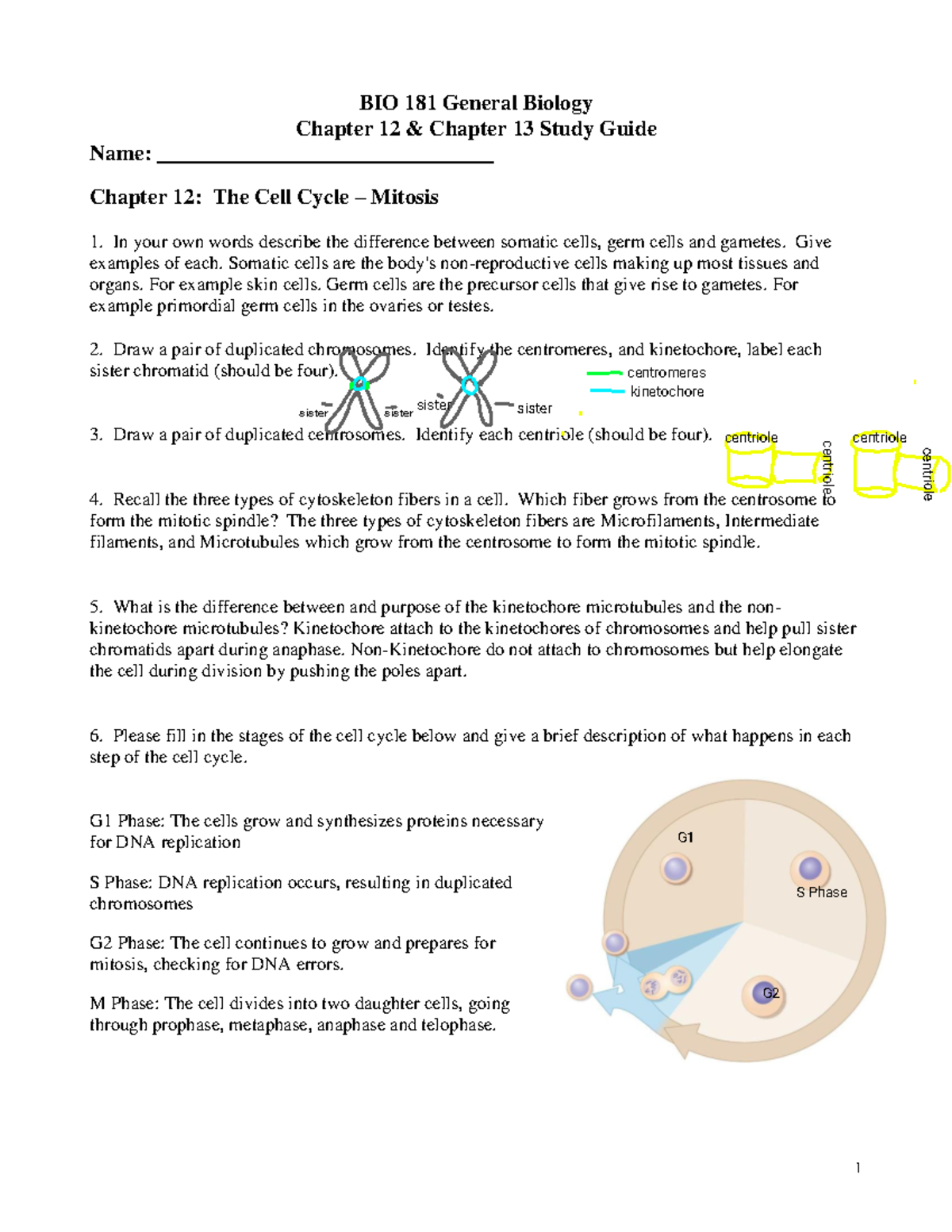 BIO 181: Study Guide for Cell Cycle, Mitosis & Meiosis Concepts - Studocu
