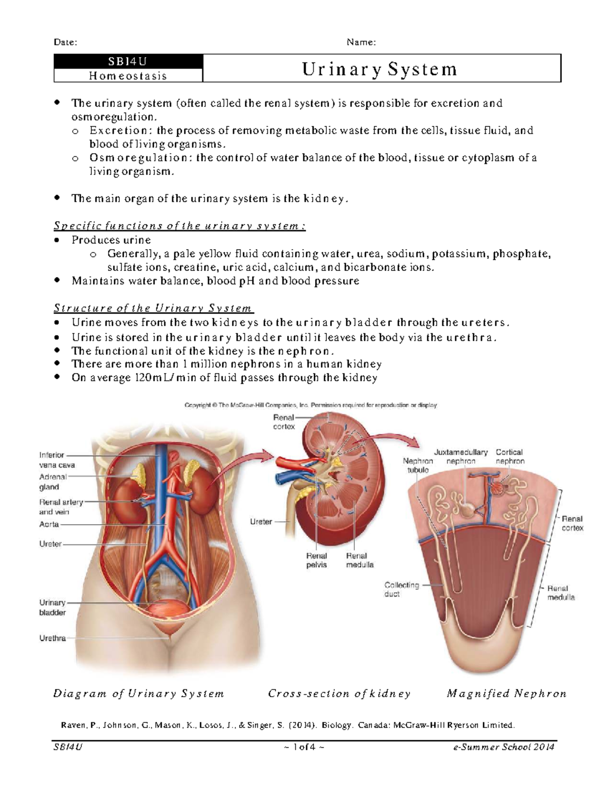 SBI4U - Unit E - Overview of the Urinary System Functions - Studocu