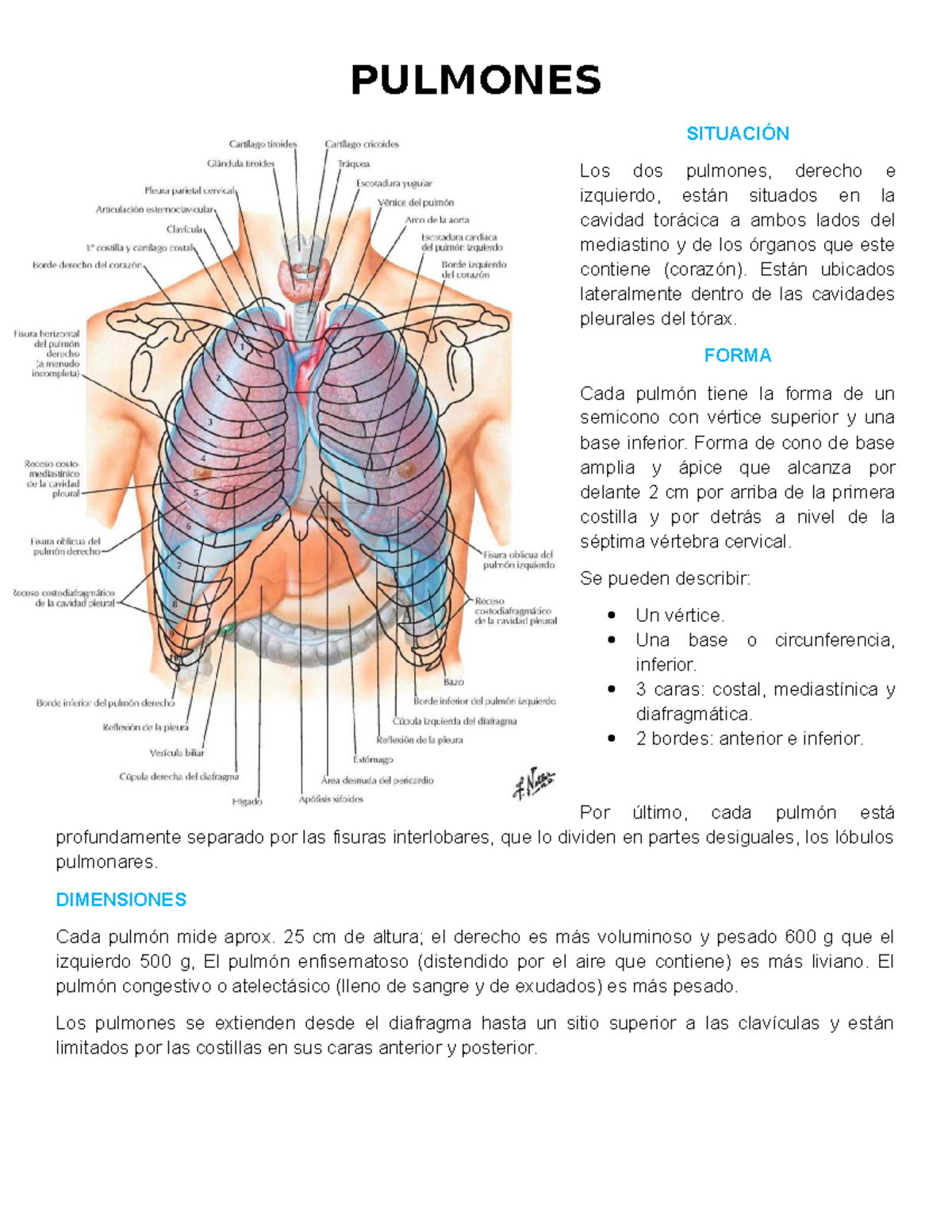 Pulmones: Anatomía y Funciones - Respi 101 - Studocu