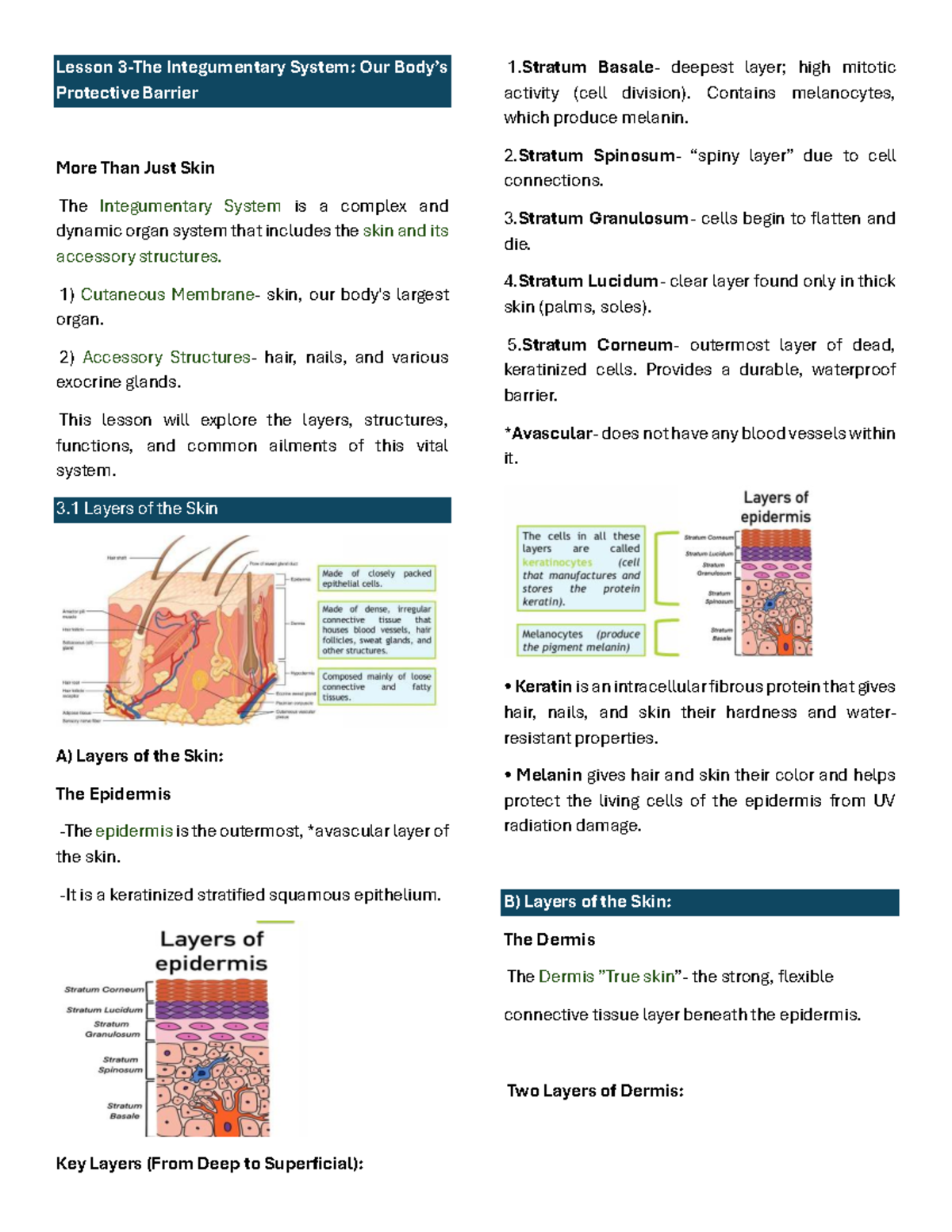 Lesson on Integumentary System: Structure and Function Overview - Studocu
