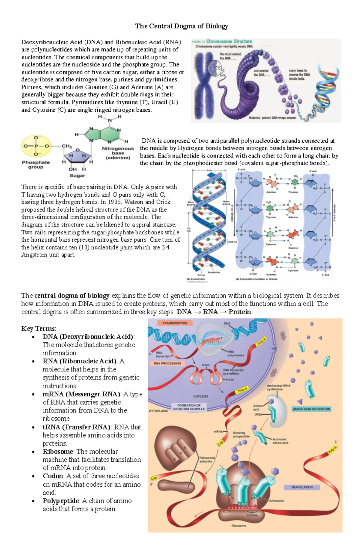 central dogma biology - The Central Dogma of Biology Deoxyribonucleic ...