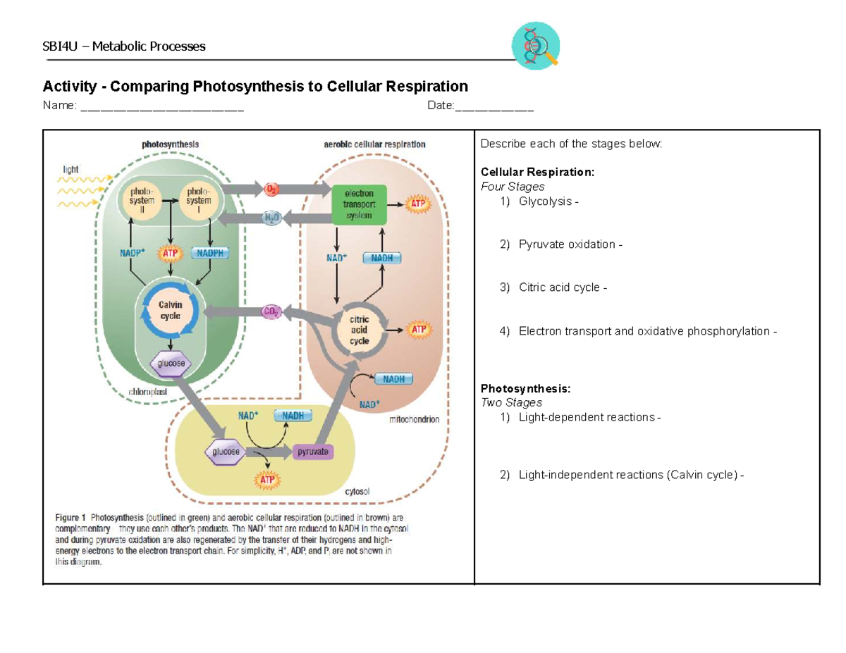 SBI4U Activity: Comparing Photosynthesis & Cellular Respiration - Studocu
