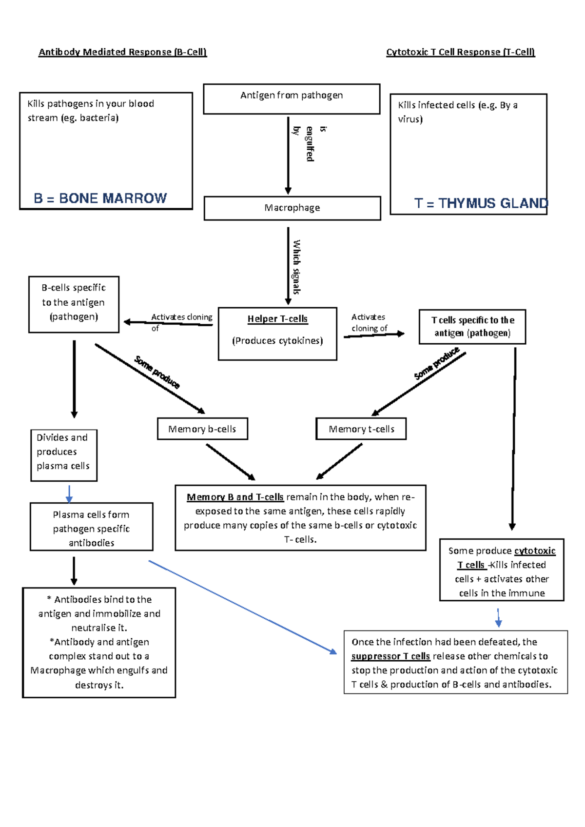 Flowchart - Immune Response Mechanisms in Pathogen Defense - Studocu