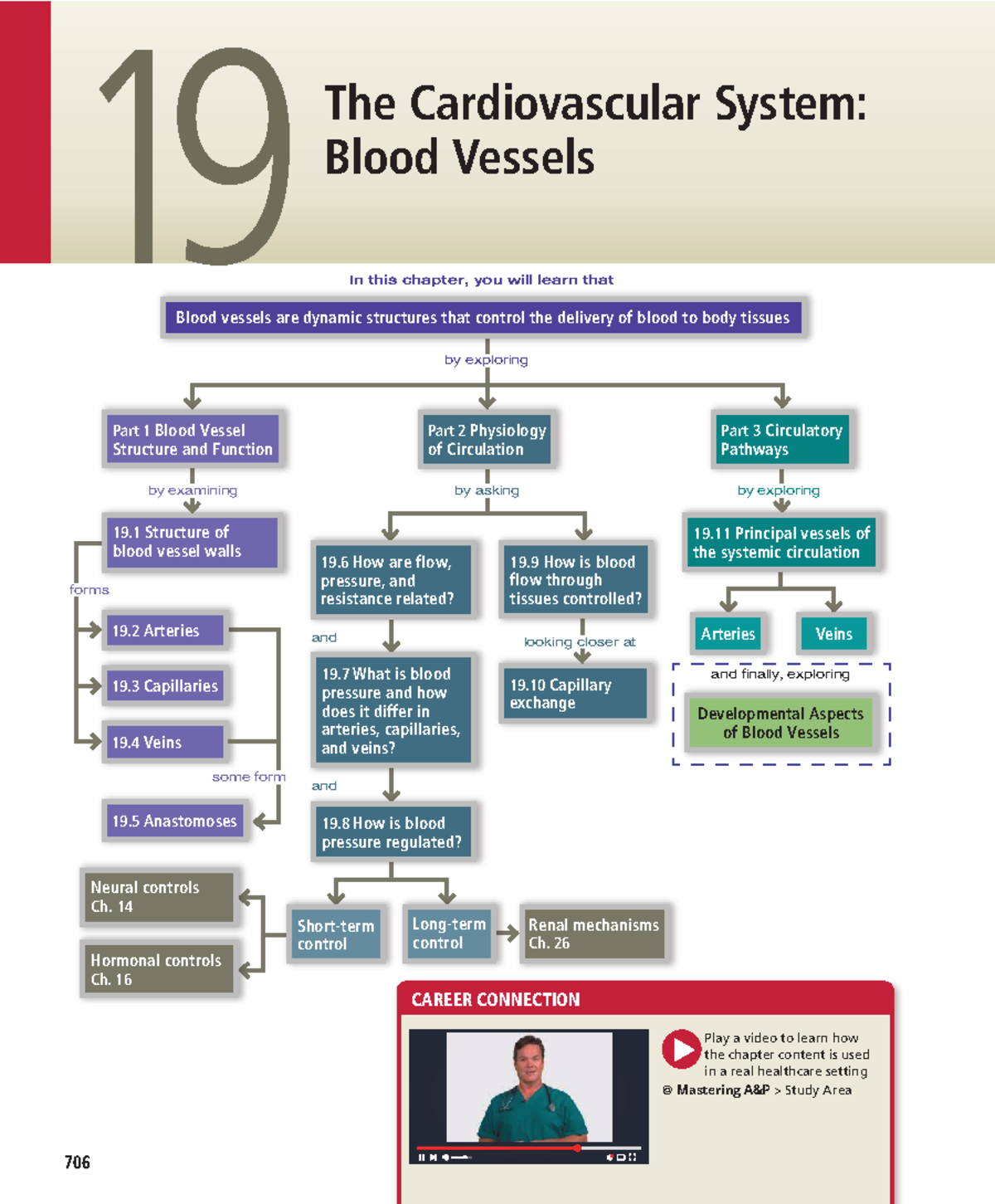 Chapter 19: The Cardiovascular System - Blood Vessels - Studocu