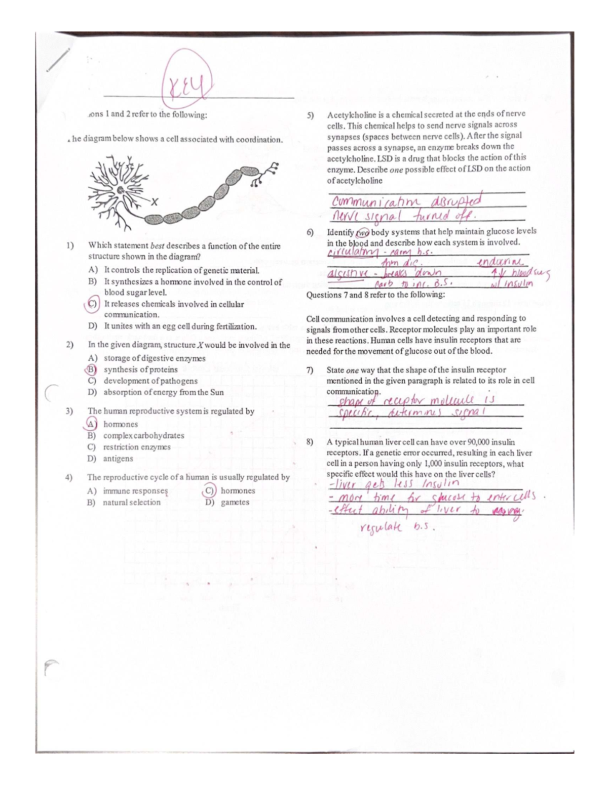 Nervous System Practice Questions and Concepts (BIO 101) - Studocu