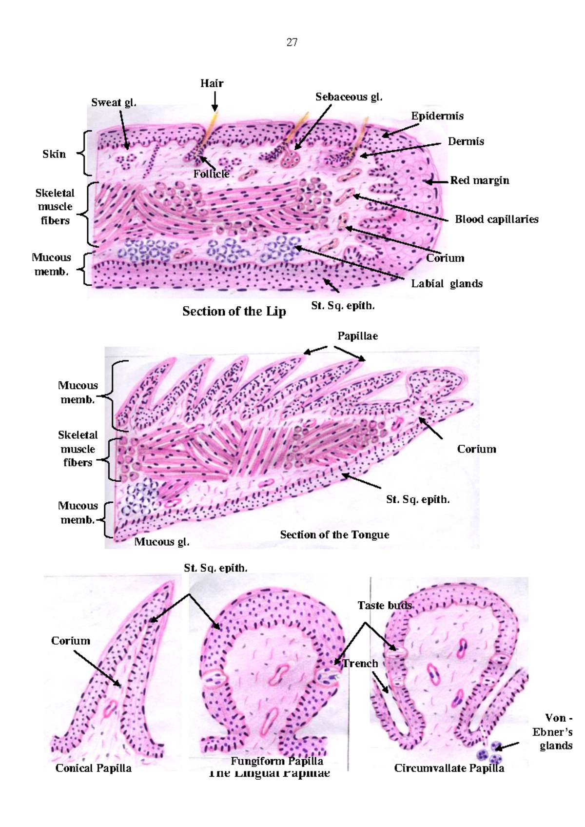 GIT Drawing 2025 - .... - The Lingual Papillae St. Sq. epith. Corium ...