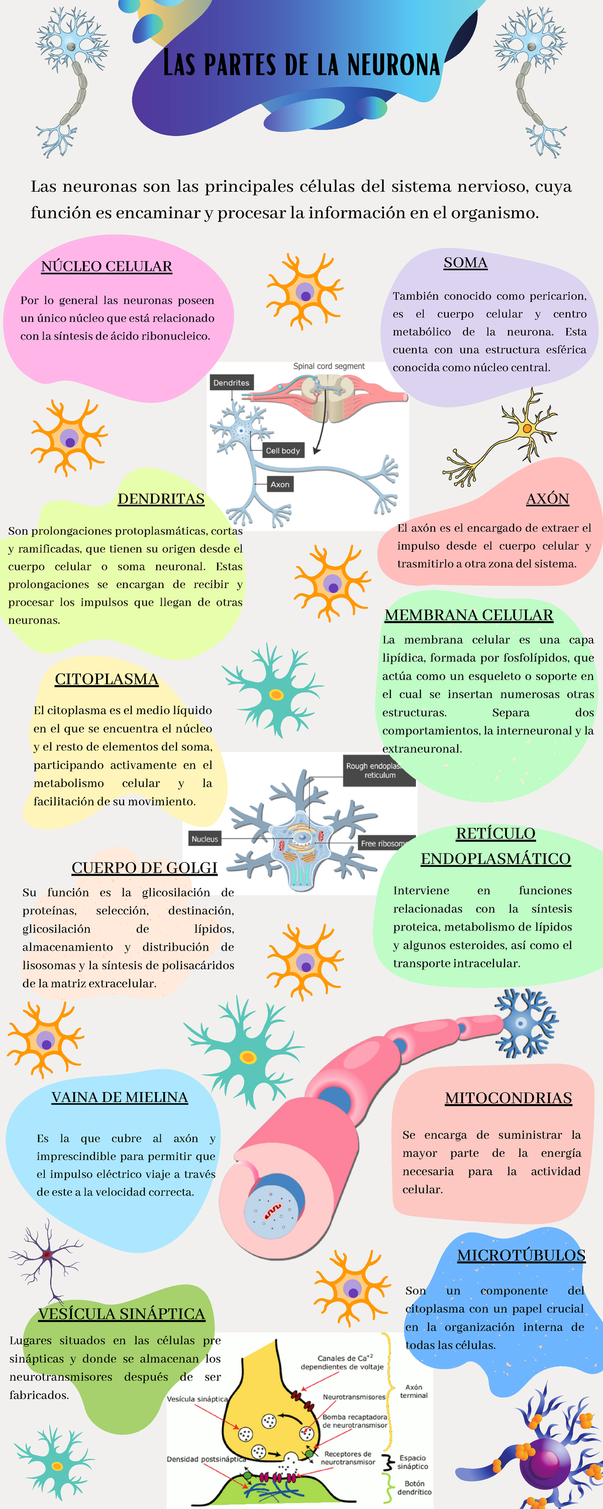 Infografía. Las partes de la neurona - Bioquímica Y Biología Molecular ...