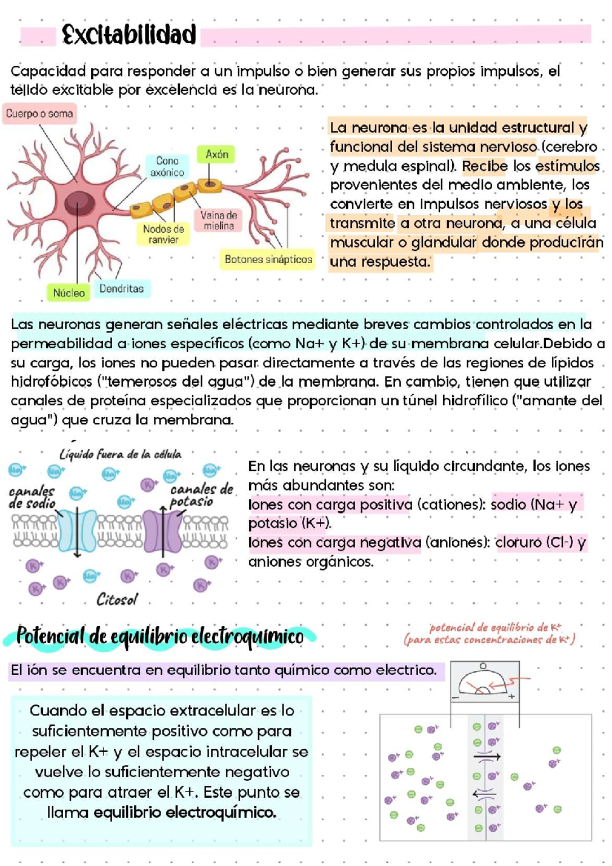 Excitabilidad - Cuerpo o soma La neurona es la unidad estructural y ...