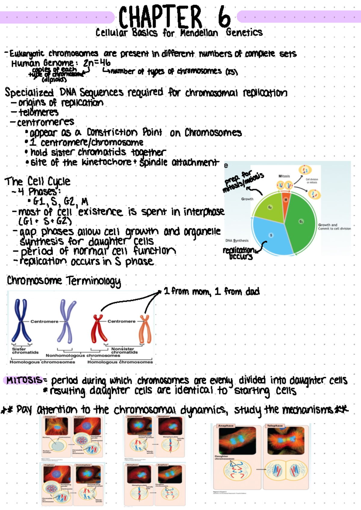 BIO 240 CHAP 6 - Genetics Lecture Notes on Cellular Basics and Meiosis ...
