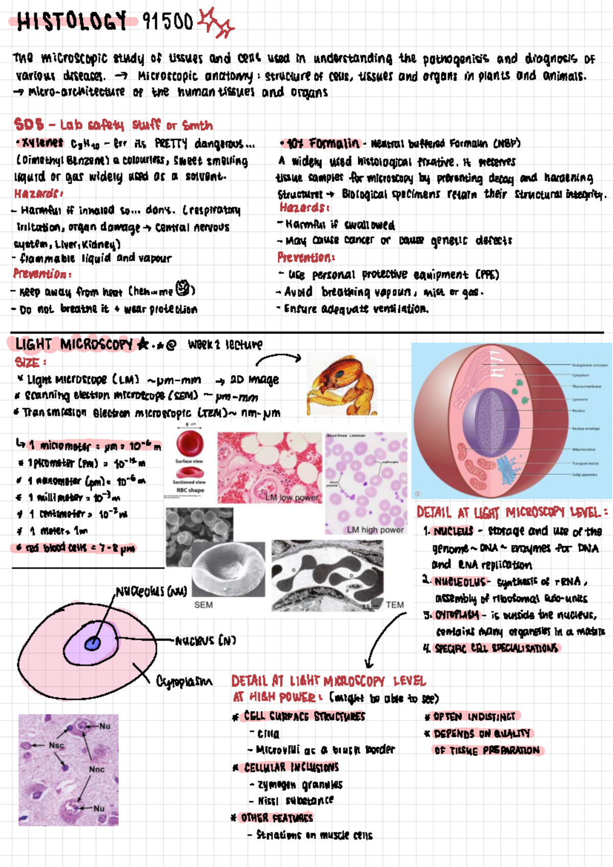 915008 HISTOLOGY Lecture Notes: Microscopic Tissue Study and Analysis ...