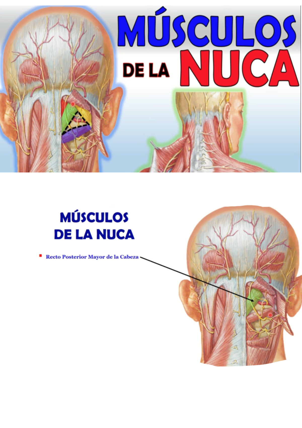 Anatomía De La Nuca Línea De La Nuca Vet Anatomy IMAIOS