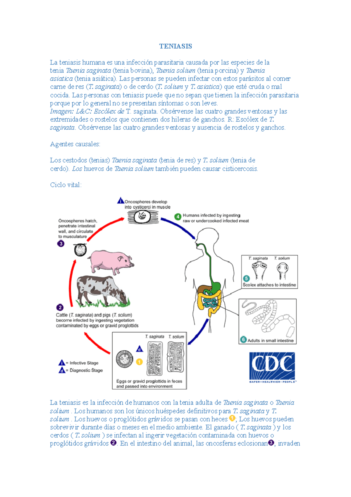 Teniasis - TENIASIS La teniasis humana es una infección parasitaria ...