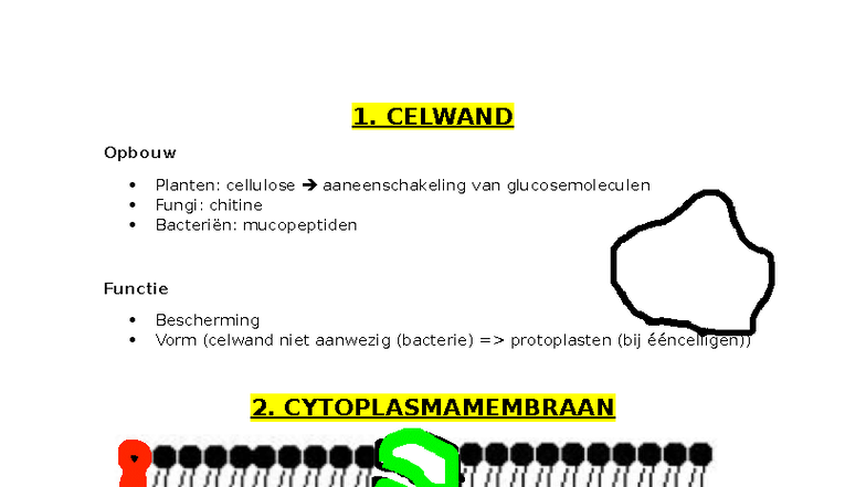 Celwand en Cytoplasmamembraan: Structuur en Functies in Cellen - Studocu