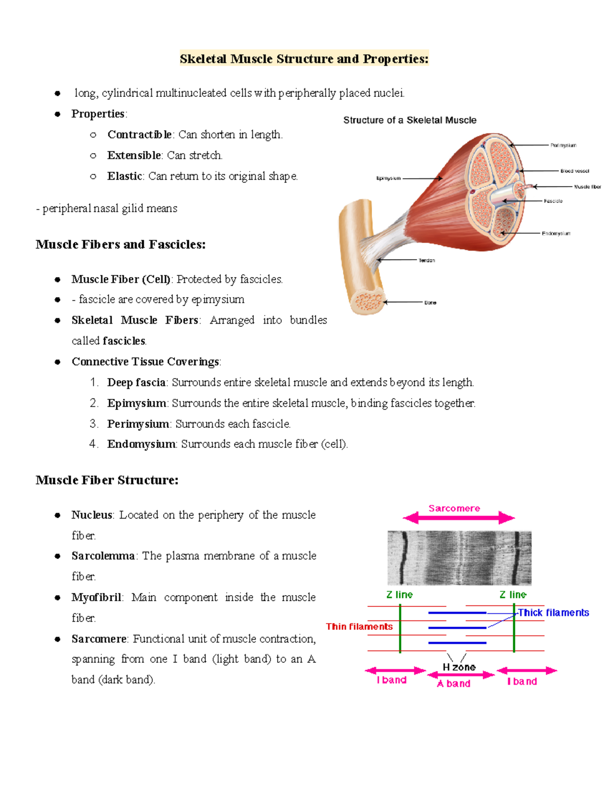 Skeletal Muscle Structure & Properties: Key Concepts Explained - Studocu