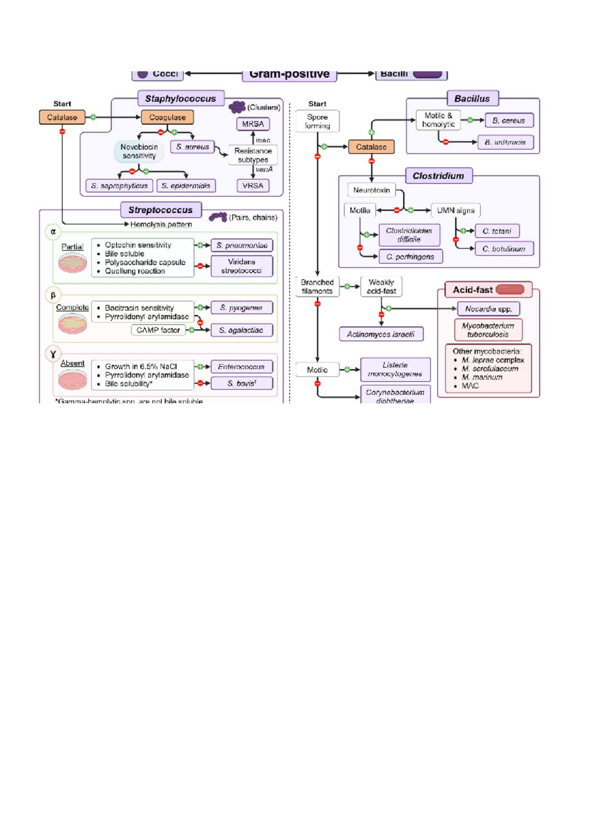 Microbiology Study Guide: Cocci, Bacilli, and Key Pathogens - Studocu