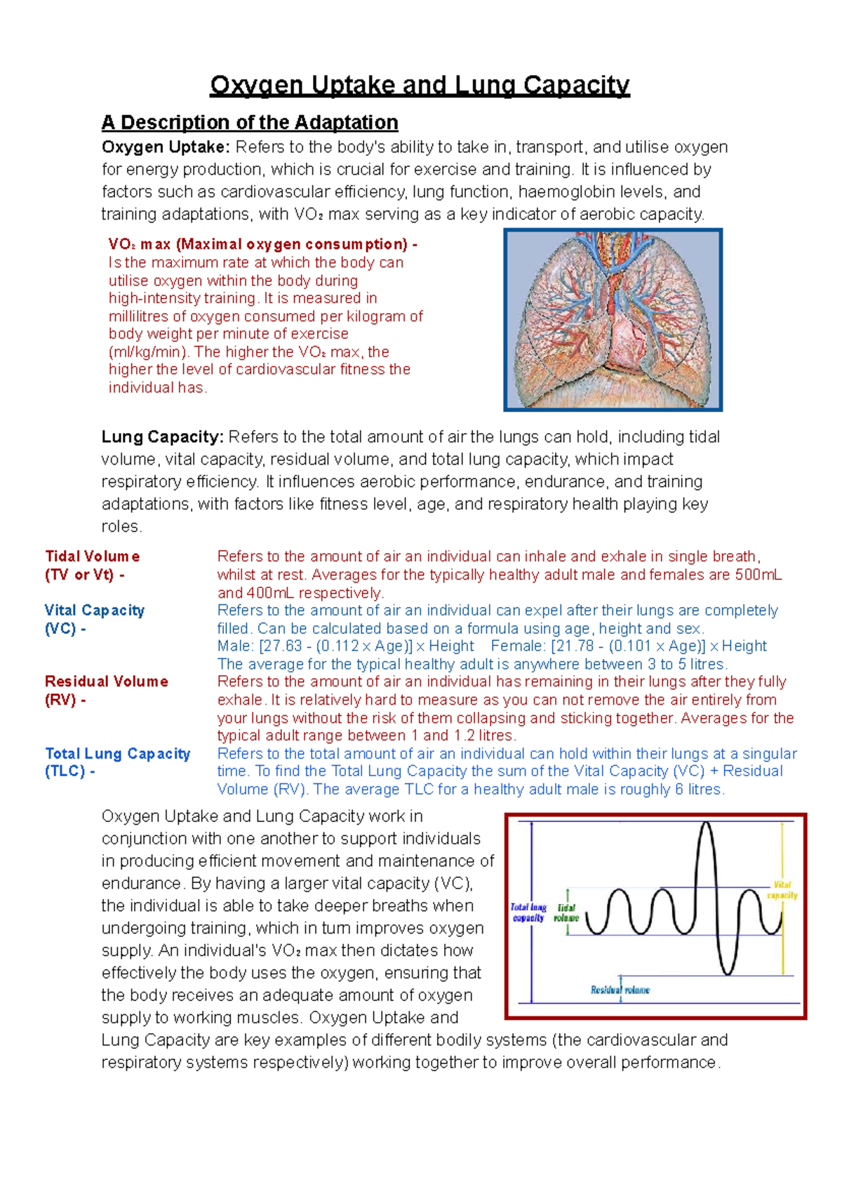 Oxygen Uptake and Lung Capacity: Adaptations for Endurance Training ...