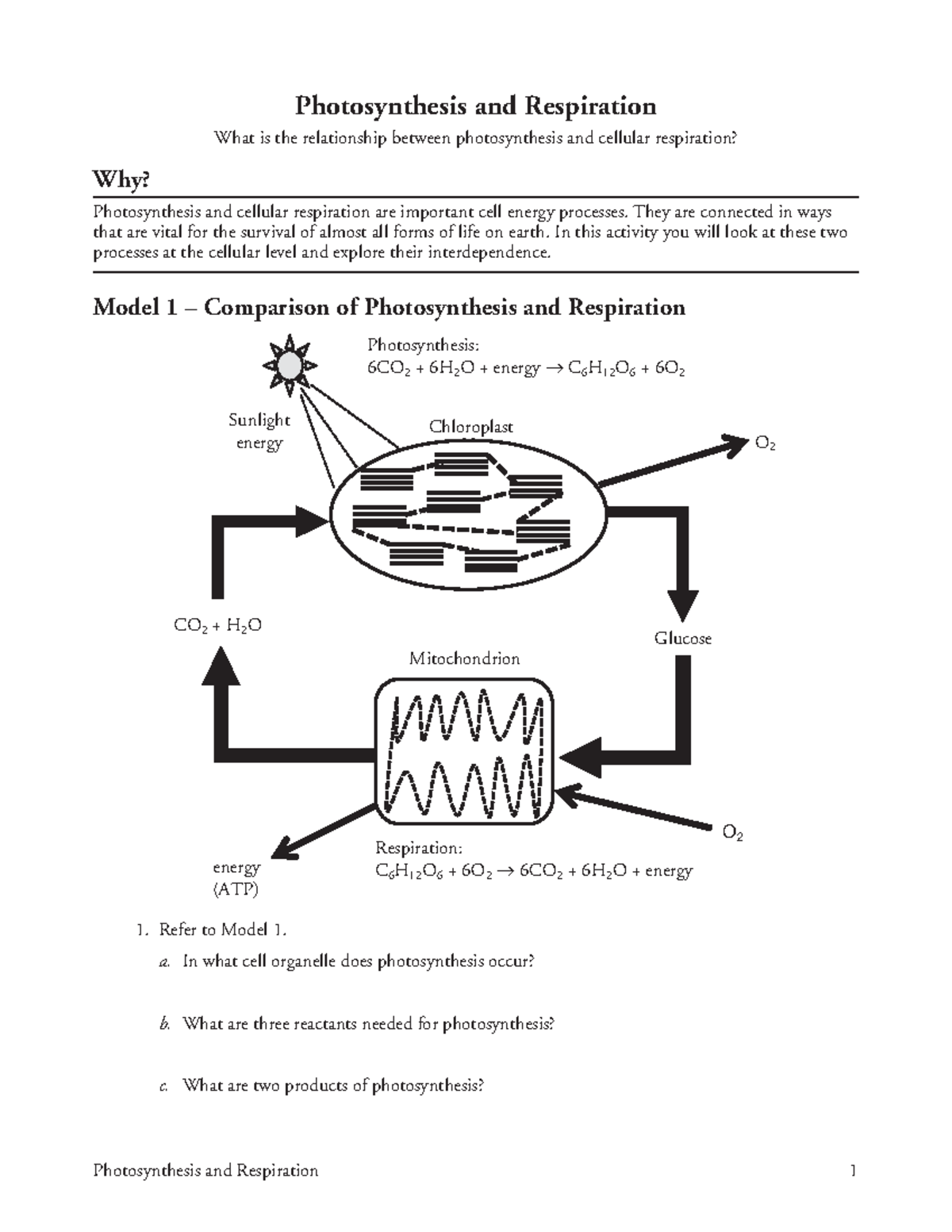 Photosynthesis & Cellular Respiration Worksheet (Biology 101 ...