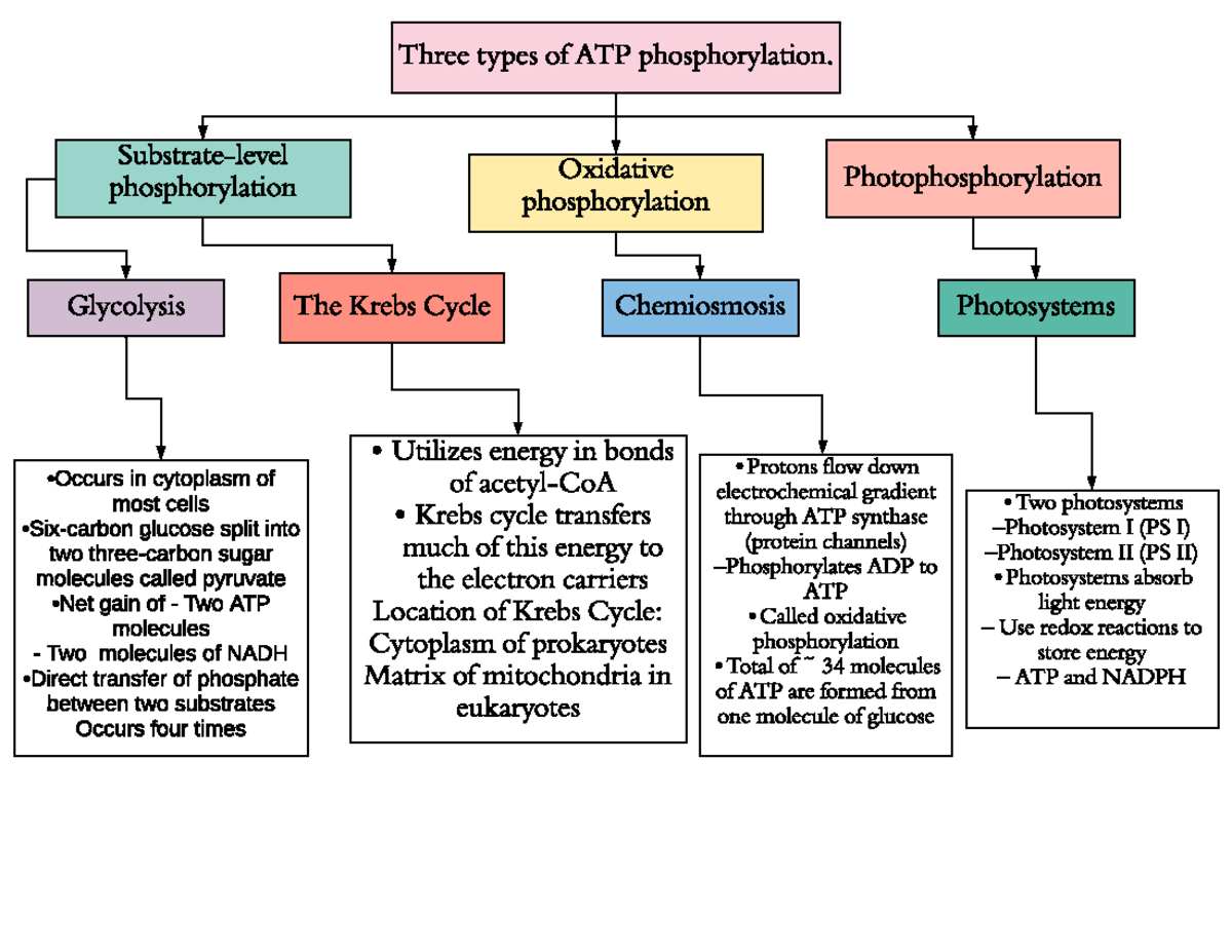 Blank Diagram-6 - Concept map - T hree t ypes of AT P phosphorylation ...