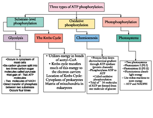 Cellular Respiration Concept Map Example - Aerobic Cellular Respiration ...
