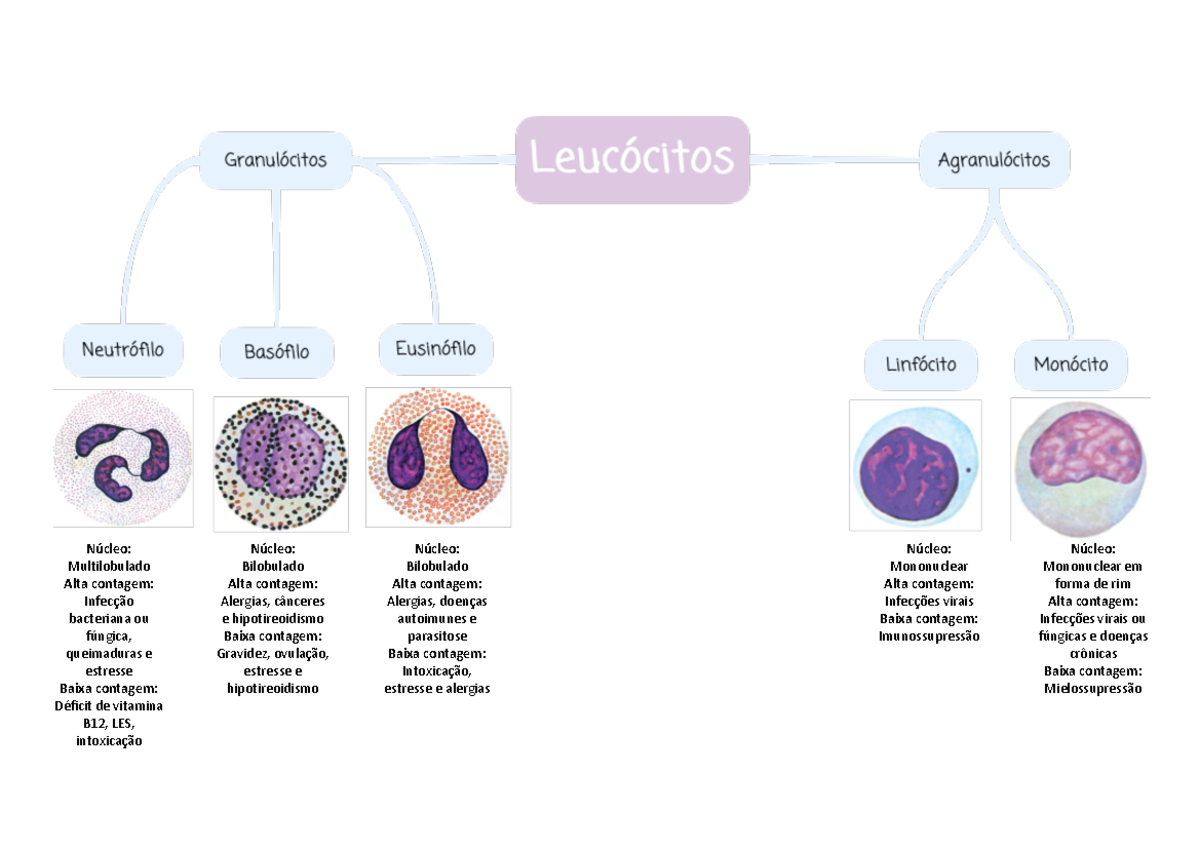 Mapa mental leucócitos - Ketly Aparecida Miranda Araújo RA: 12522110 ...