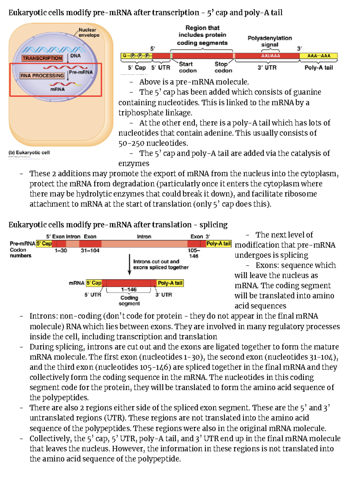 Modification and Translation of mRNA in Gene Expression: Overview - Studocu