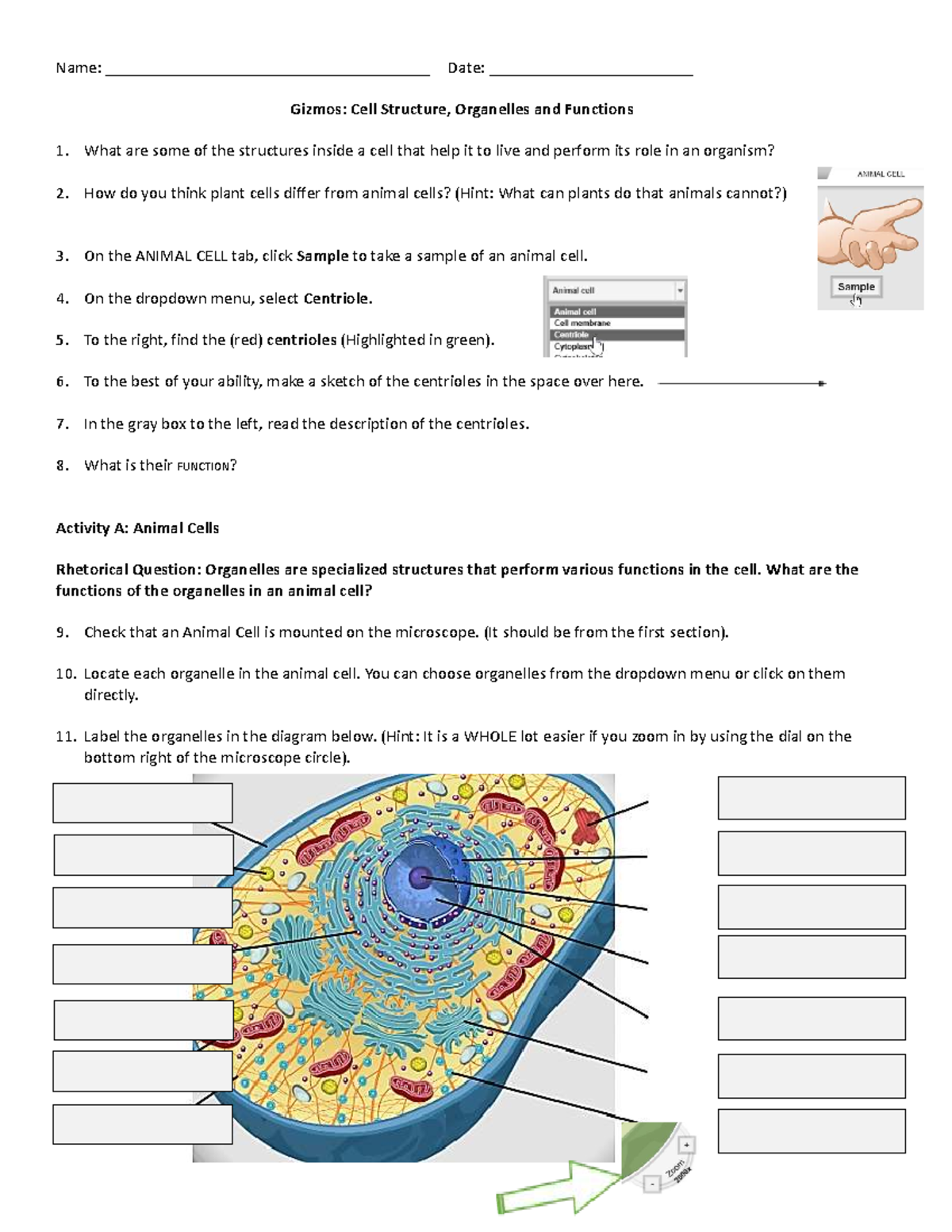 Gizmos: Cell Structure, Organelles & Functions (Bio 101) - Studocu