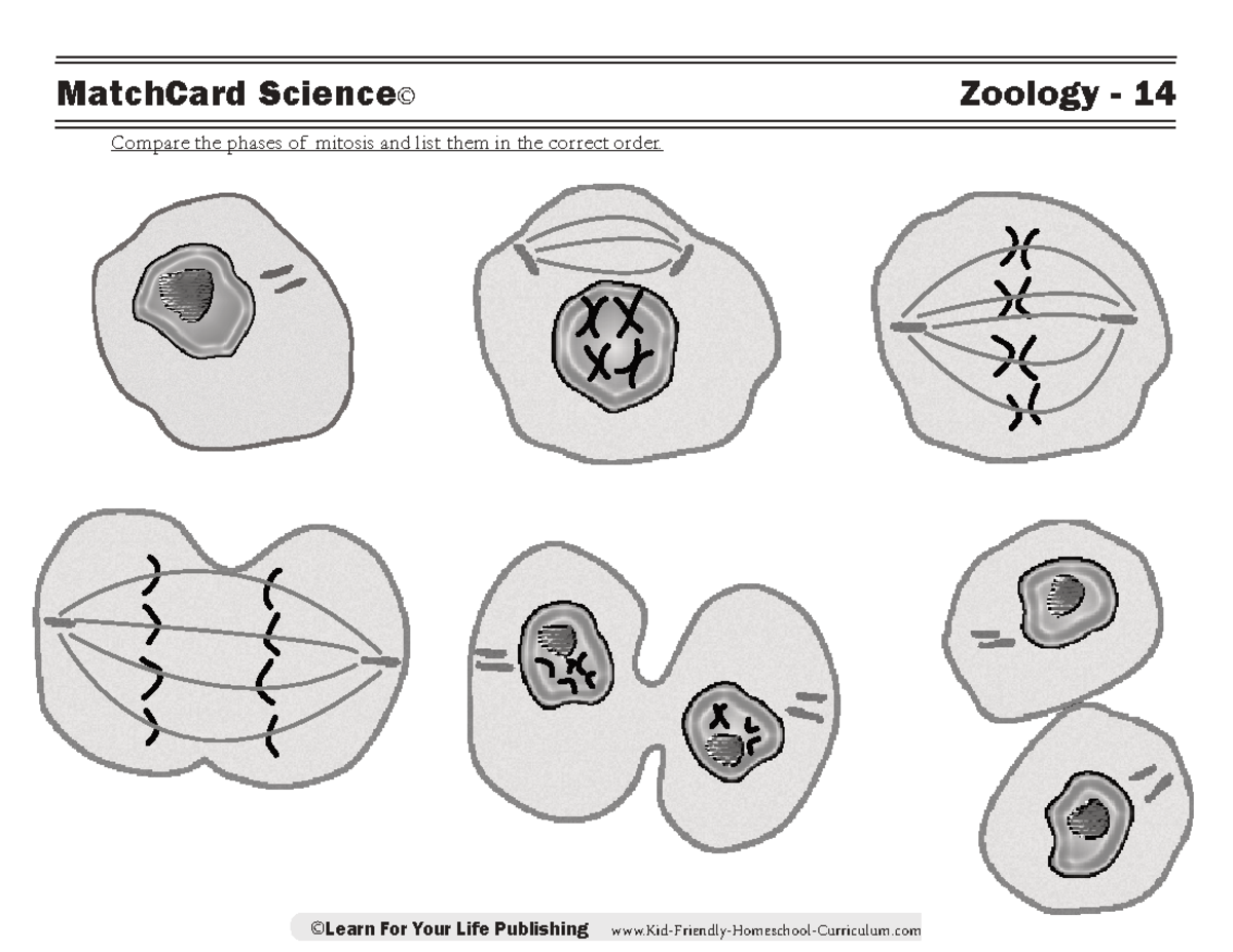 Zoology 14: Phases of Mitosis Comparison & Order Guide - Studocu