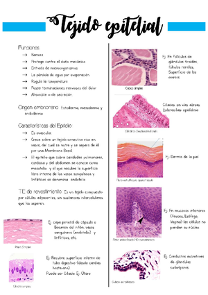 Informe Esclerótica - Histología de la Esclerotica - TÚNICA FIBROSA ...