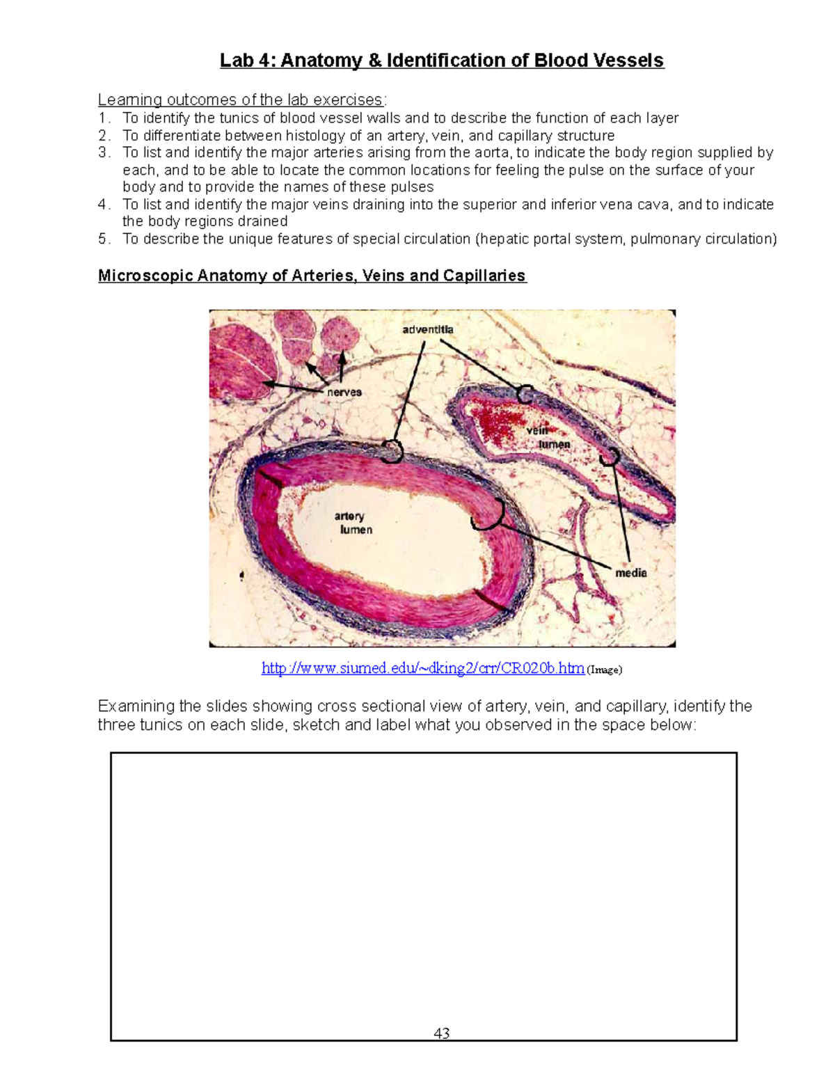 AP2 Lab 4: Identification of Blood Vessels and Their Anatomy SP21 - Studocu