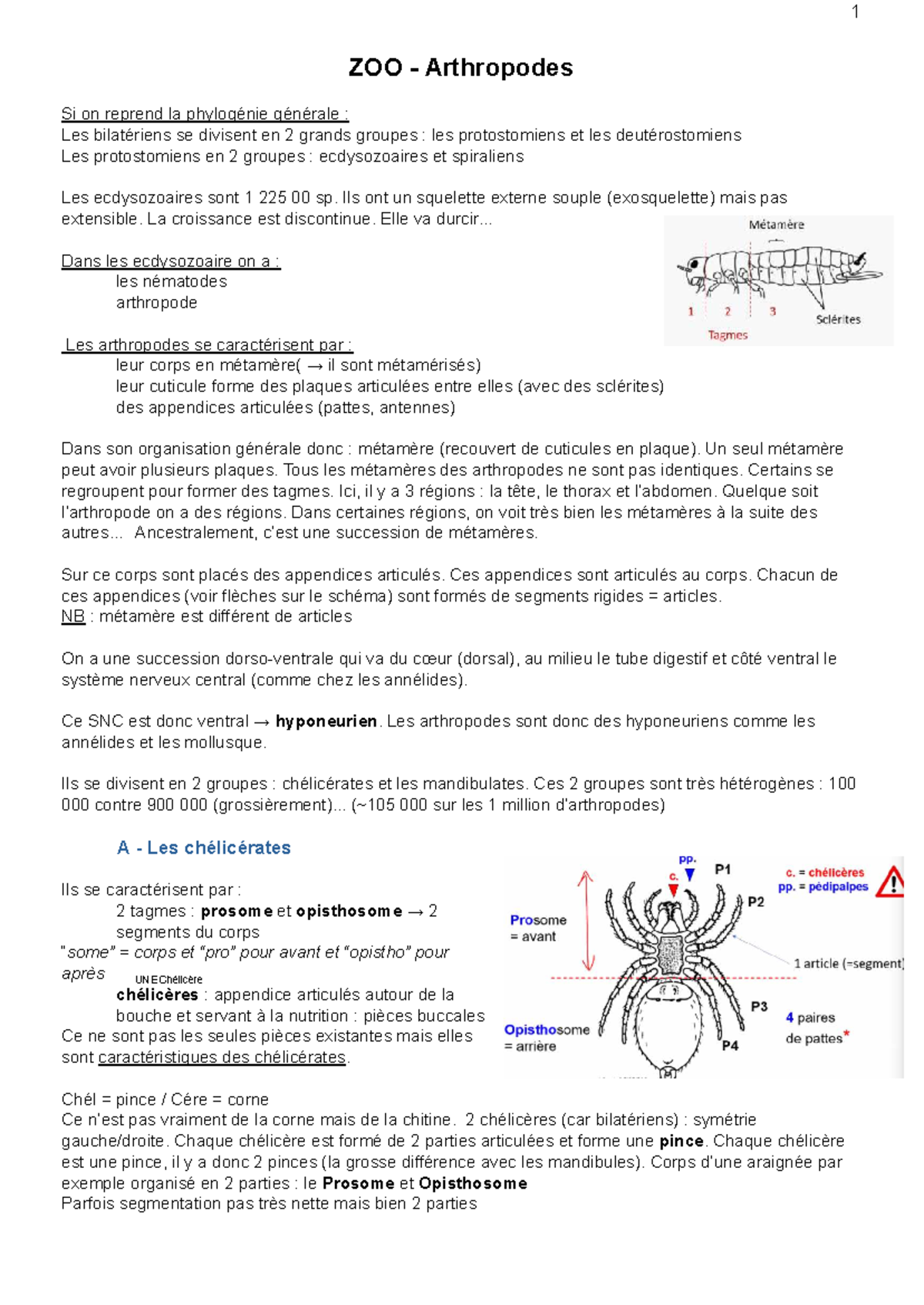 5-ZOO Arthropodes: Phylogénie et Caractéristiques des Chélicérates et ...