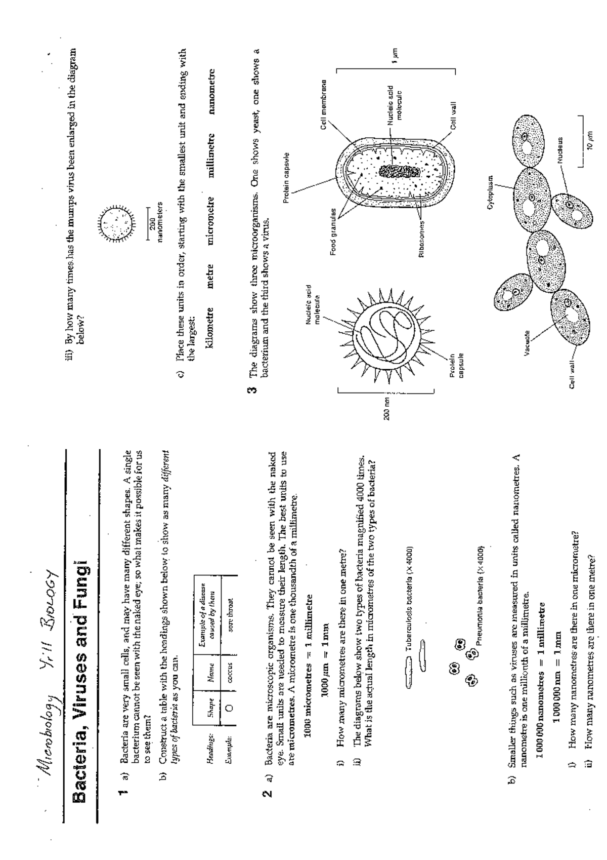 Bacteria, Viruses & Fungi: Study Worksheet for Class Review - Studocu
