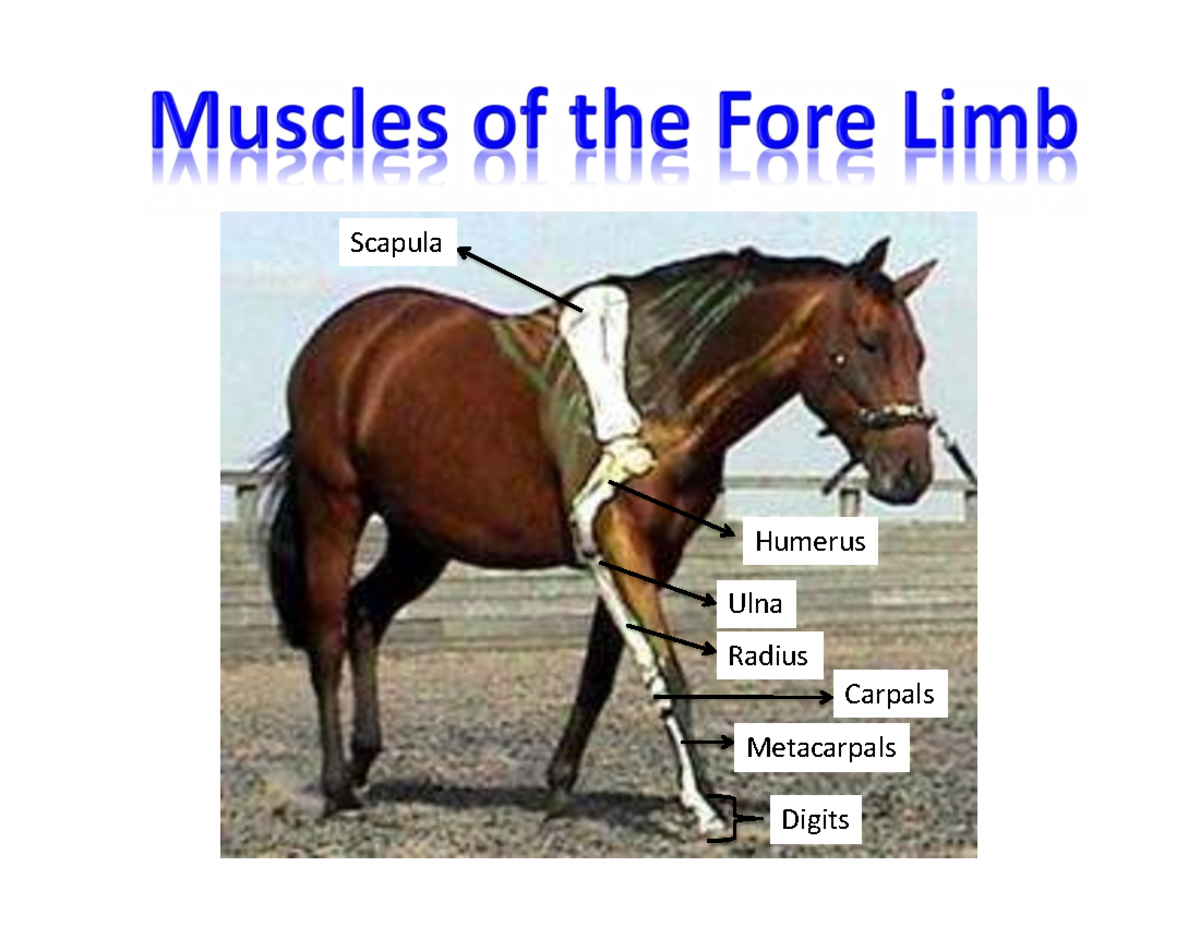 Muscle Anatomy of the Fore Limb - Lecture 10 Notes (2025) - Studocu