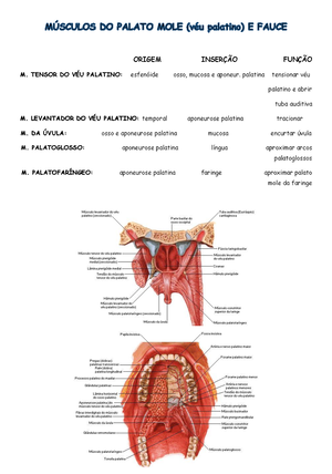 ANATOMIA DA CAVIDADE ORAL - ANATOMIA DESCRITIVA DA BOCA - ANATOMIA DA ...