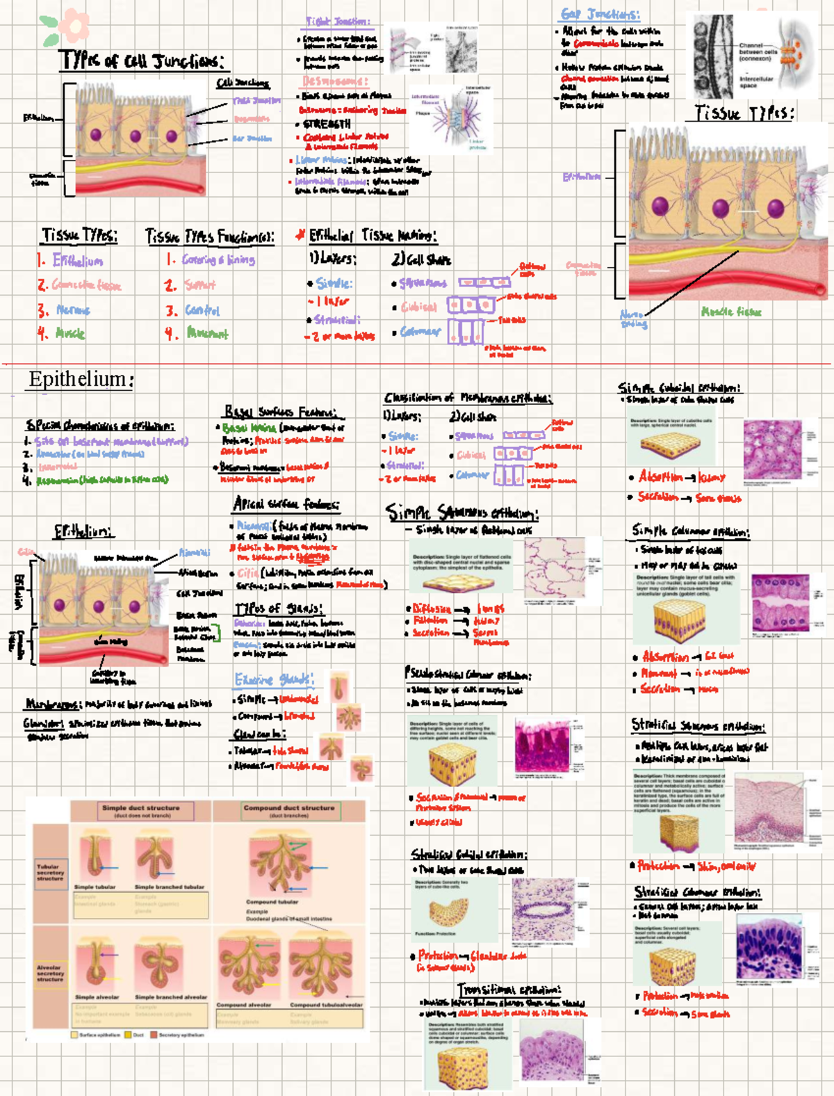 Histology of Tissues: Epithelium & Connective Tissue Types - Studocu